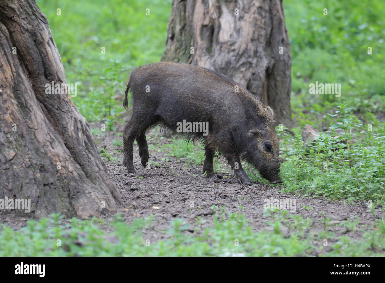 Young wild boar Banque de photographies et d’images à haute résolution ...