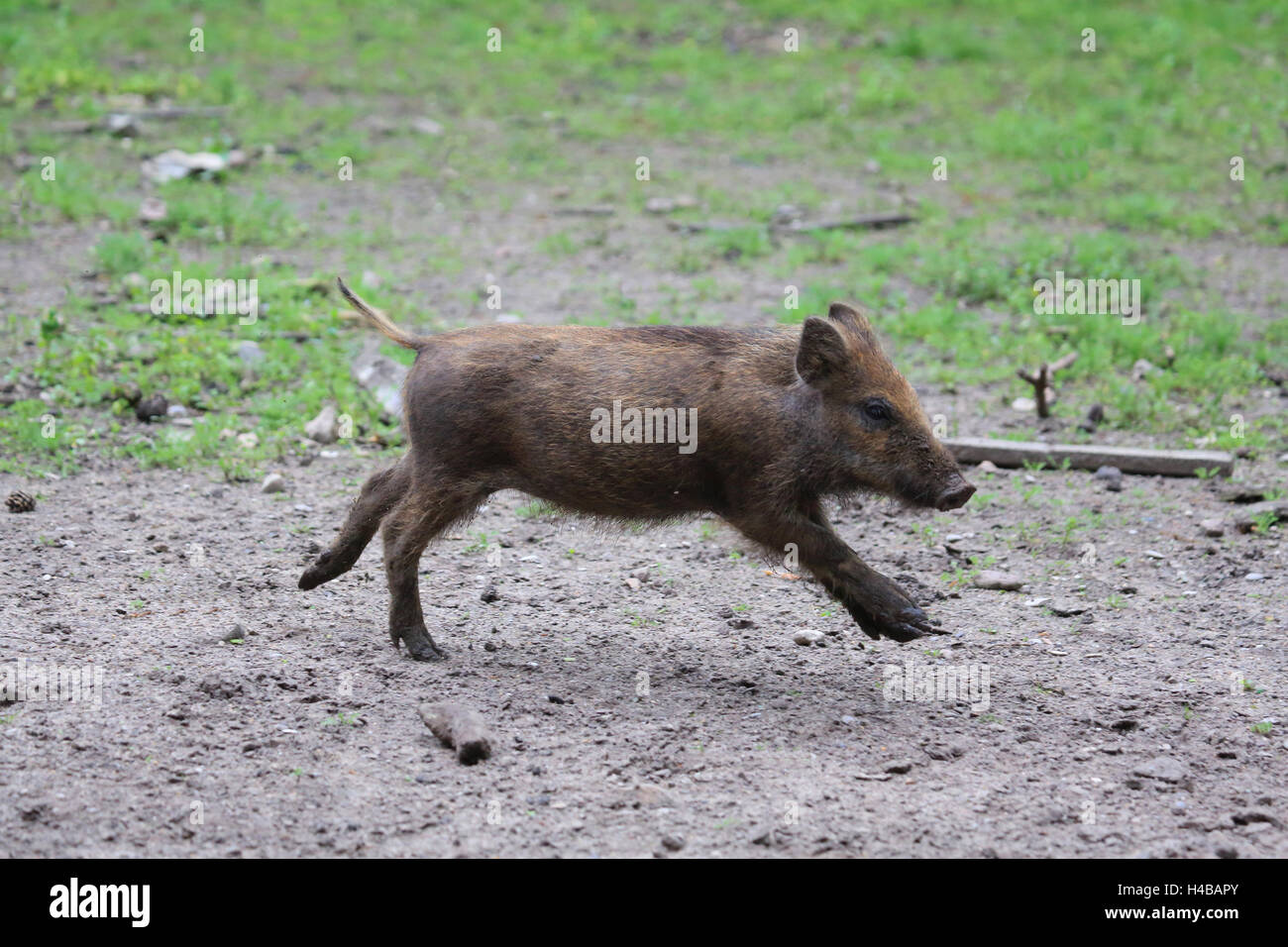 Young wild boar Banque de photographies et d’images à haute résolution ...