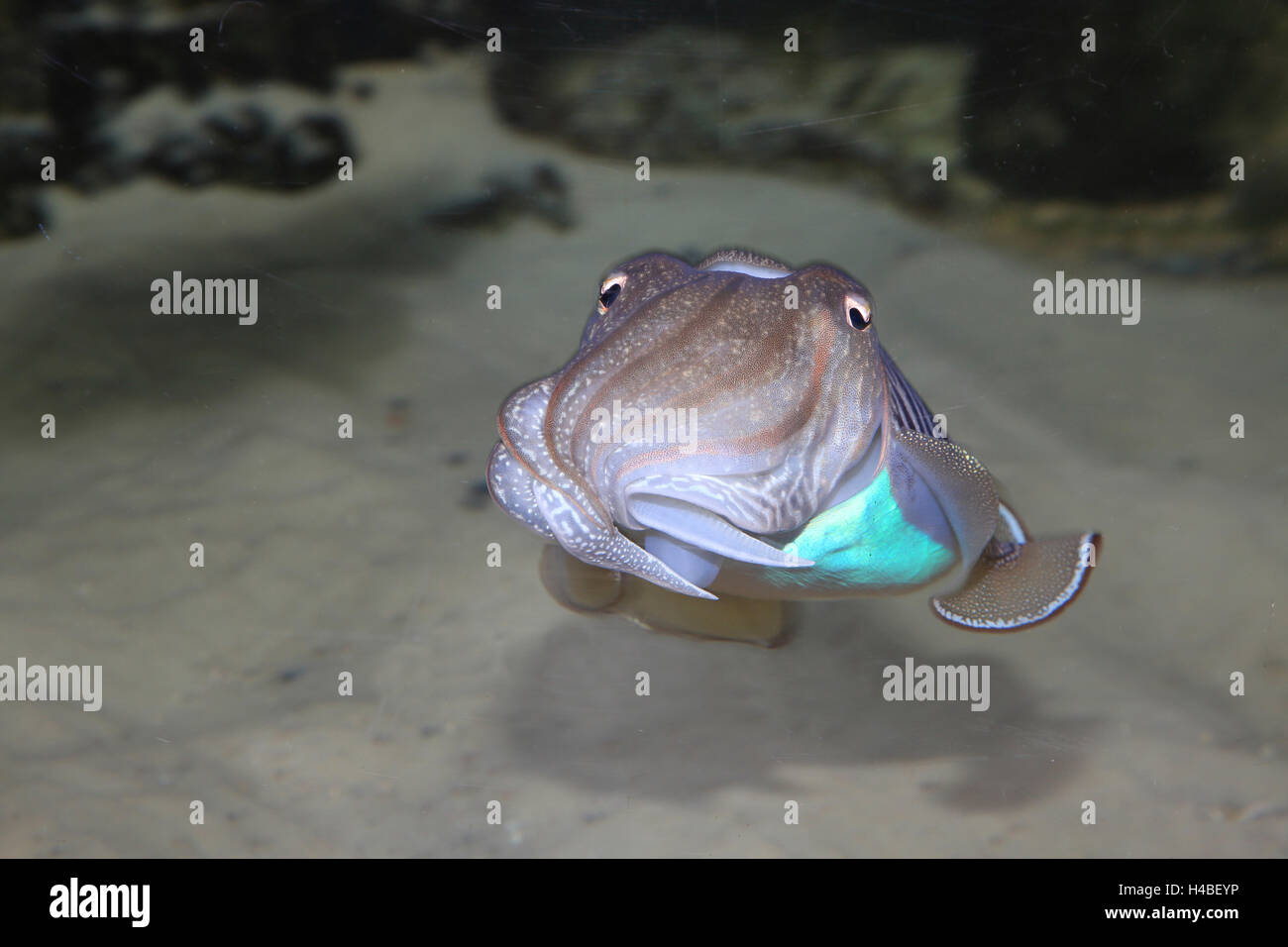 Common cuttlefish (sepia officinalis) Banque de photographies et d ...