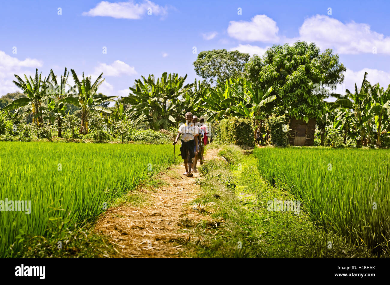 Rizière afrique Banque de photographies et d’images à haute résolution ...