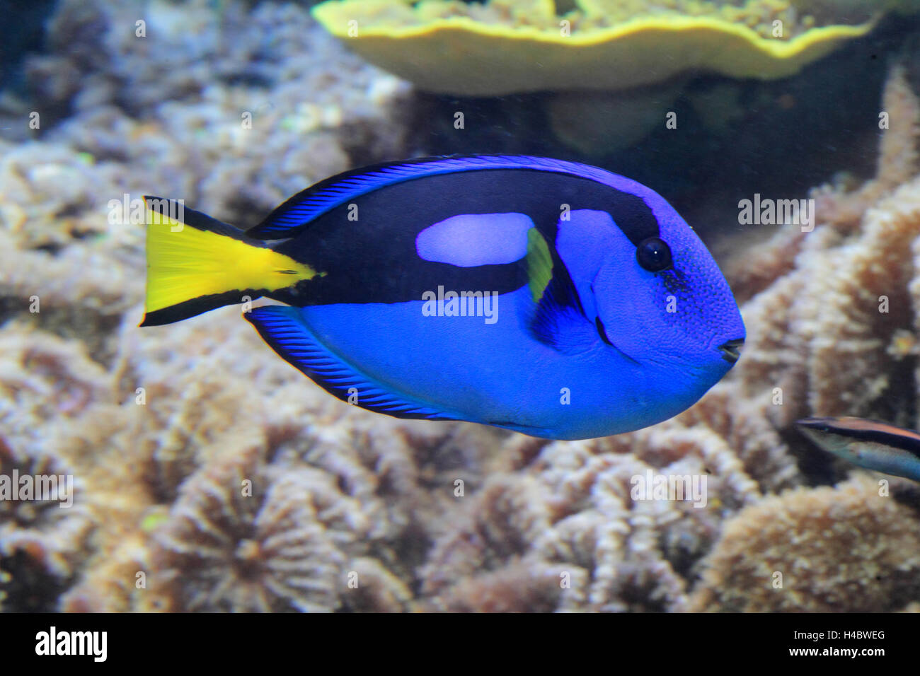 Paracanthurus hepatus Banque de photographies et d’images à haute ...