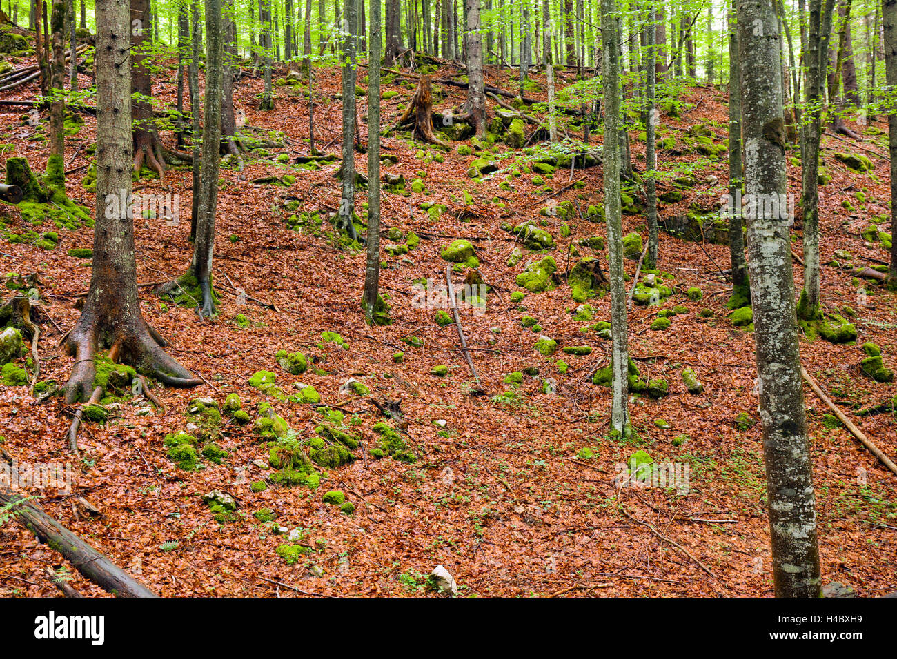 Forest soil Banque de photographies et d’images à haute résolution - Alamy