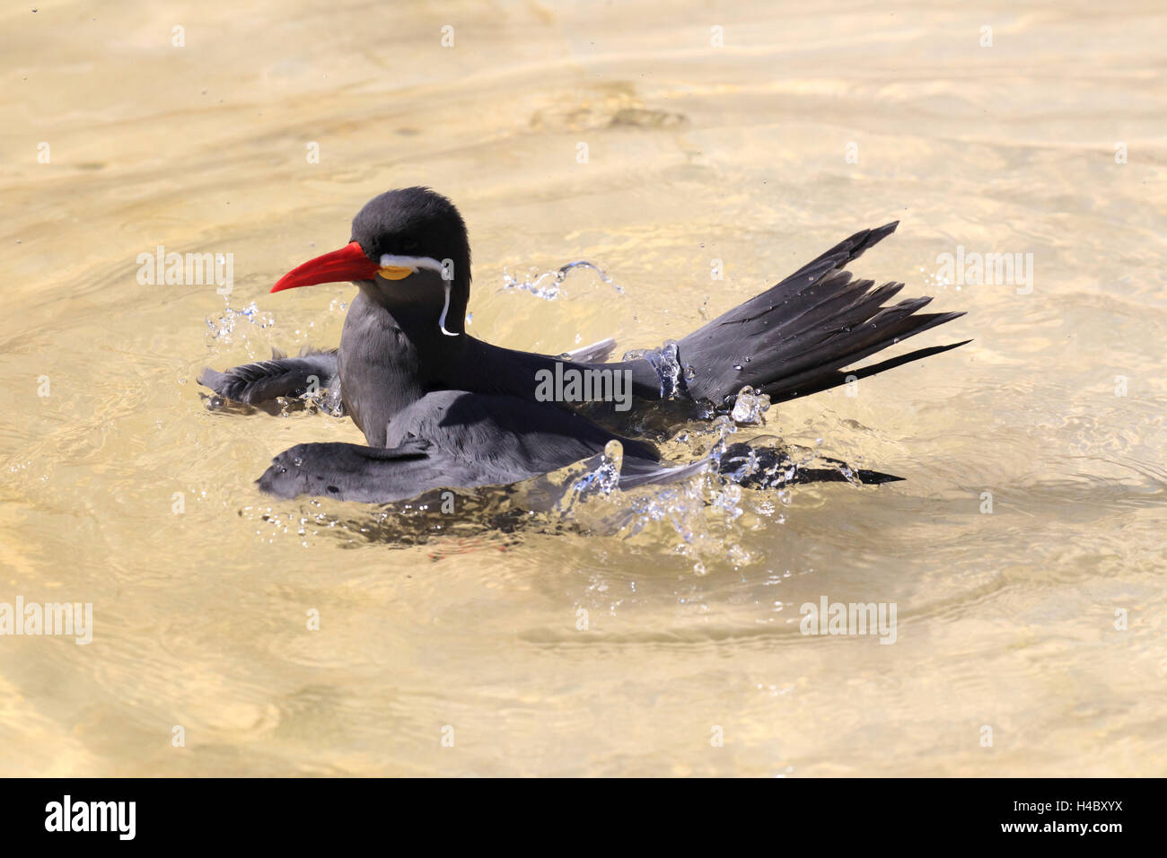 Sterne inca Banque de photographies et d’images à haute résolution - Alamy