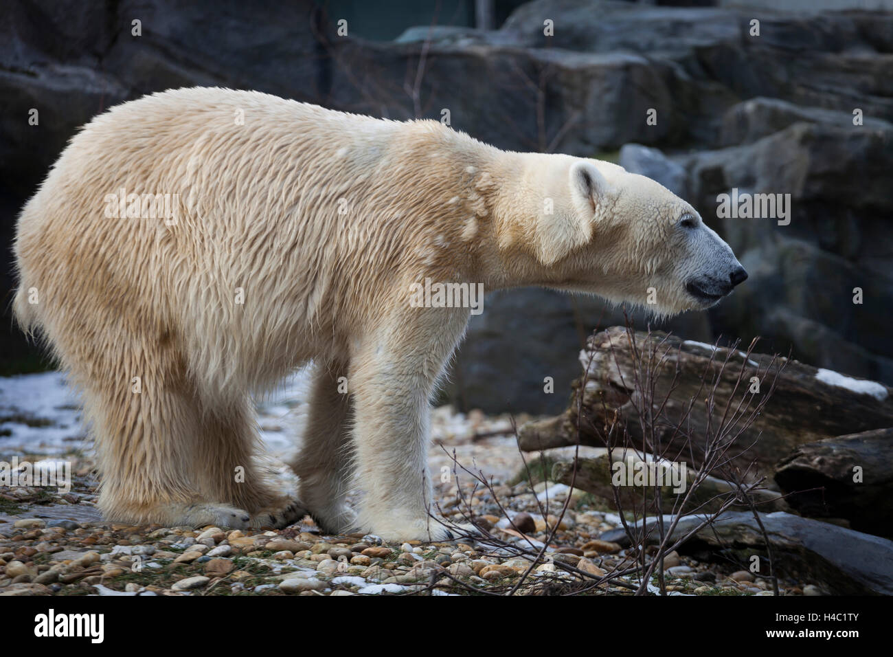 Zoo de vienne schonbrunn Banque de photographies et d’images à haute ...