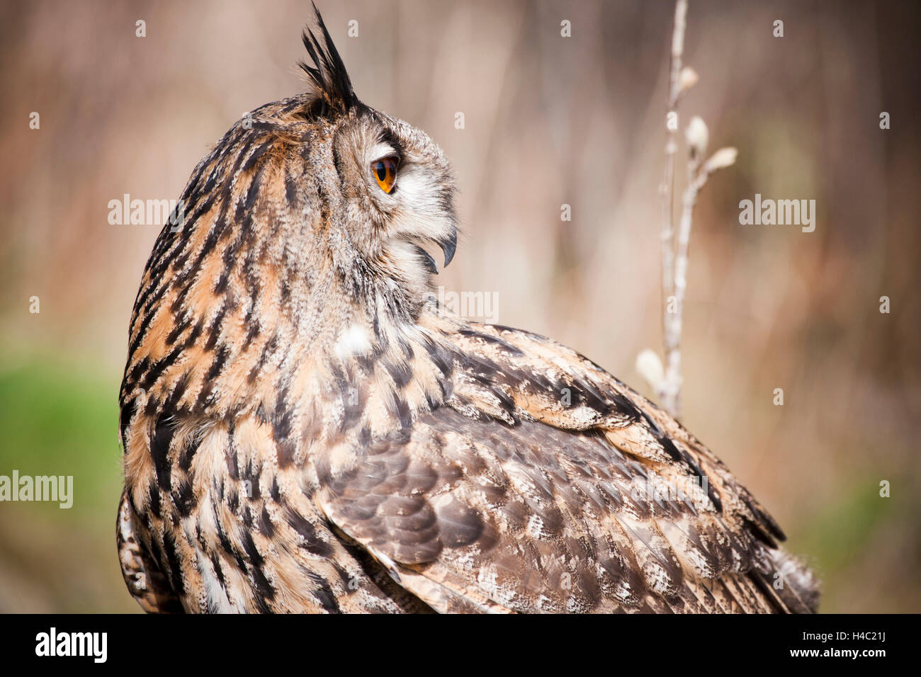 Chouette de profil Banque de photographies et d’images à haute ...