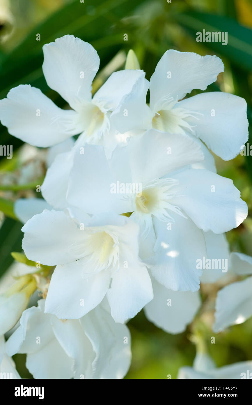 Laurier-rose (Nerium oleander) flower Photo Stock - Alamy