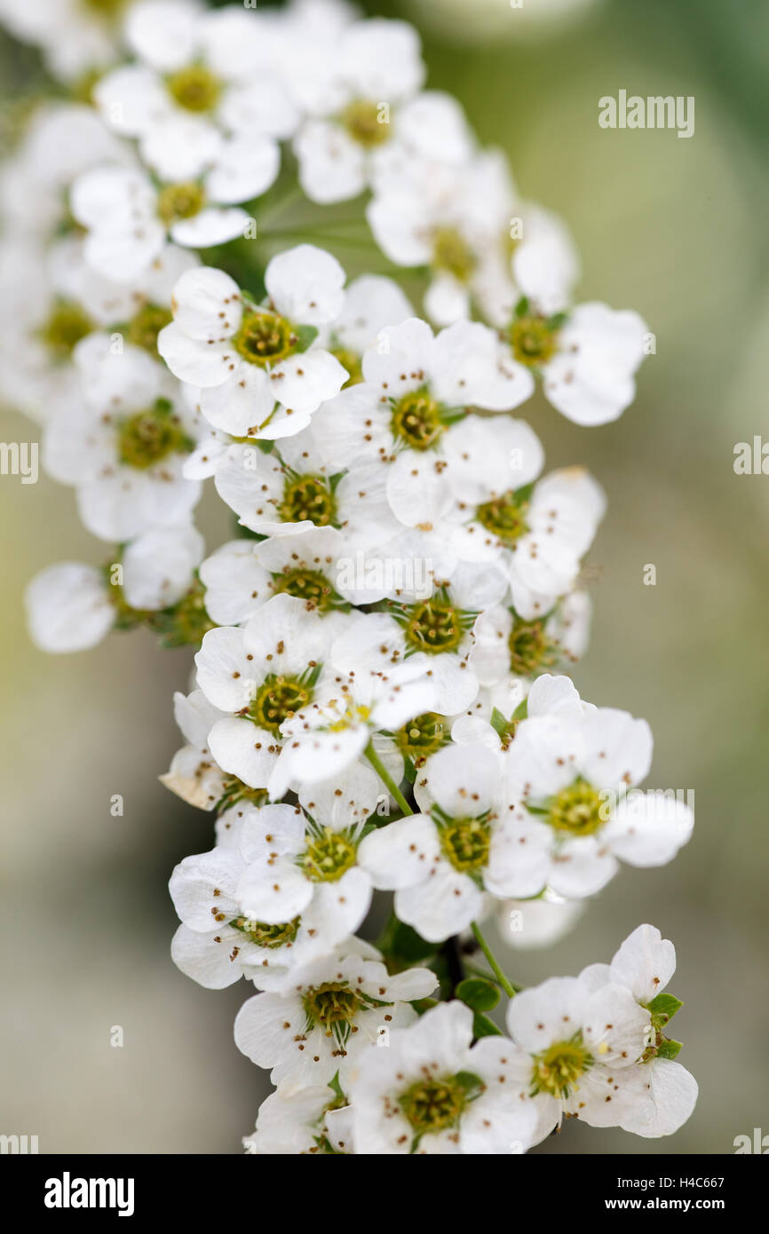 Spiraea arguta Banque de photographies et d’images à haute résolution ...