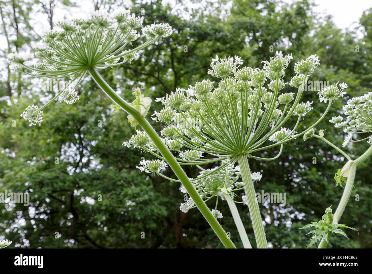 La berce du Caucase (Heracleum mantegazzianum, roue-fleur, la berce ...