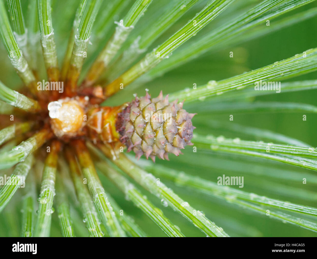 Pinus mugo ssp uncinata Banque de photographies et d’images à haute ...