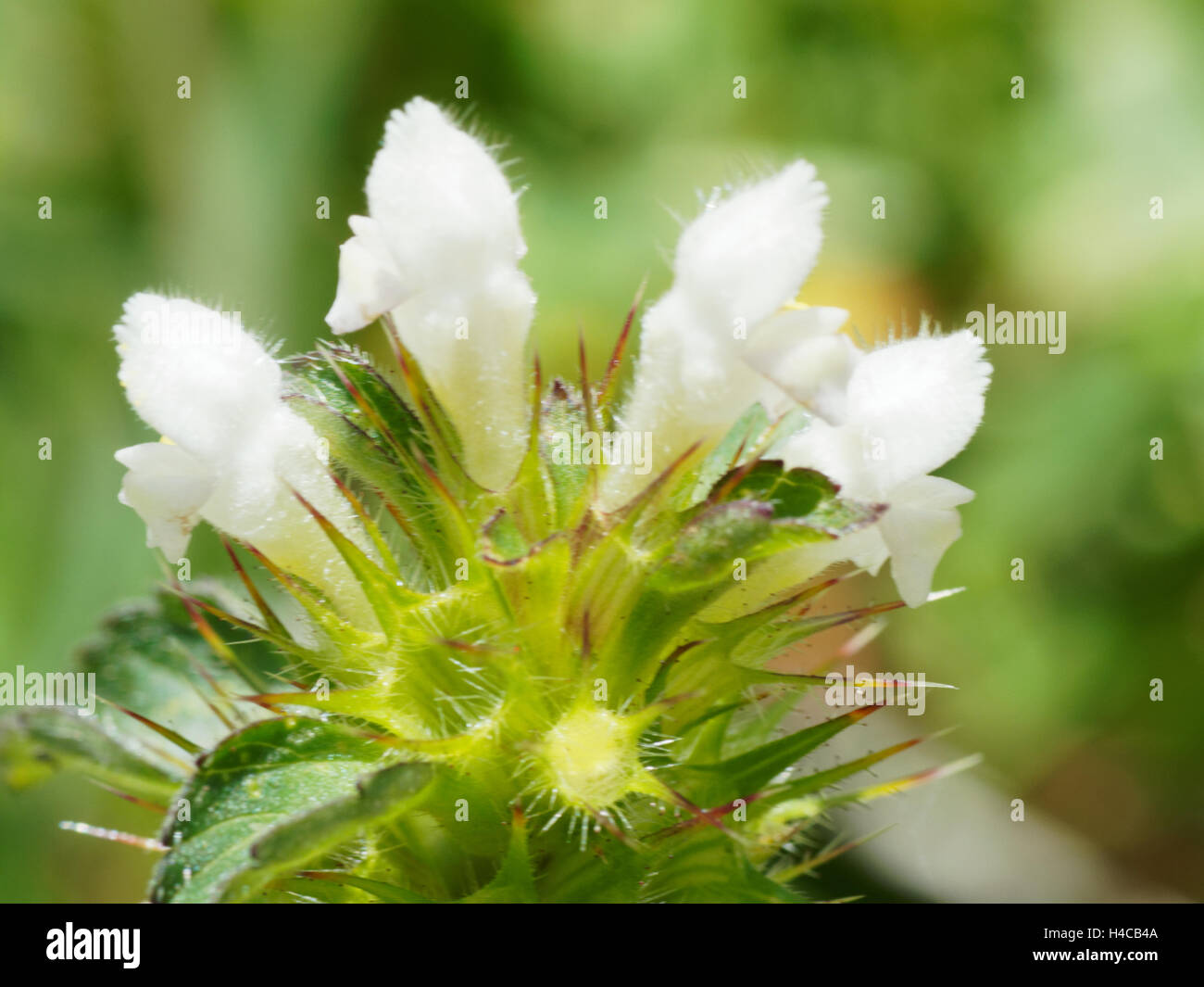 Sideritis hyssopifolia Banque de photographies et d’images à haute ...