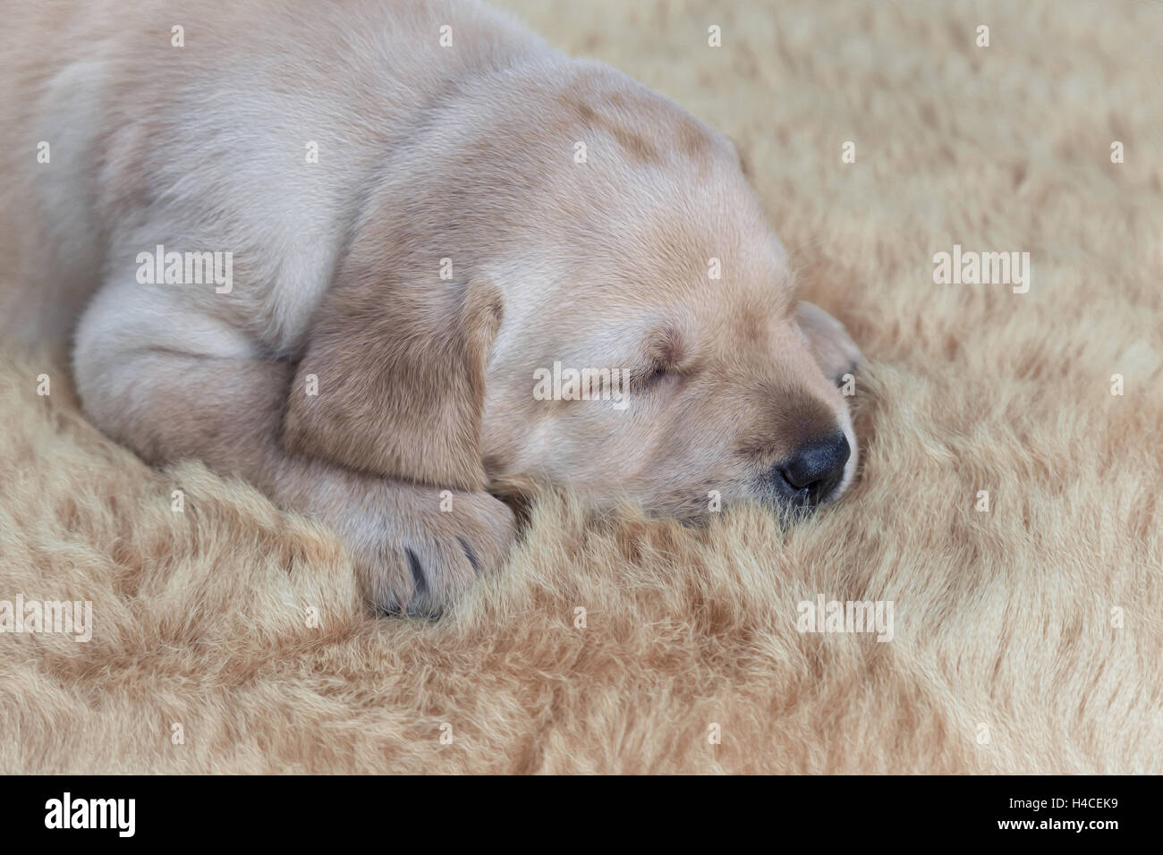 Dormir avec un chien Banque de photographies et d’images à haute ...