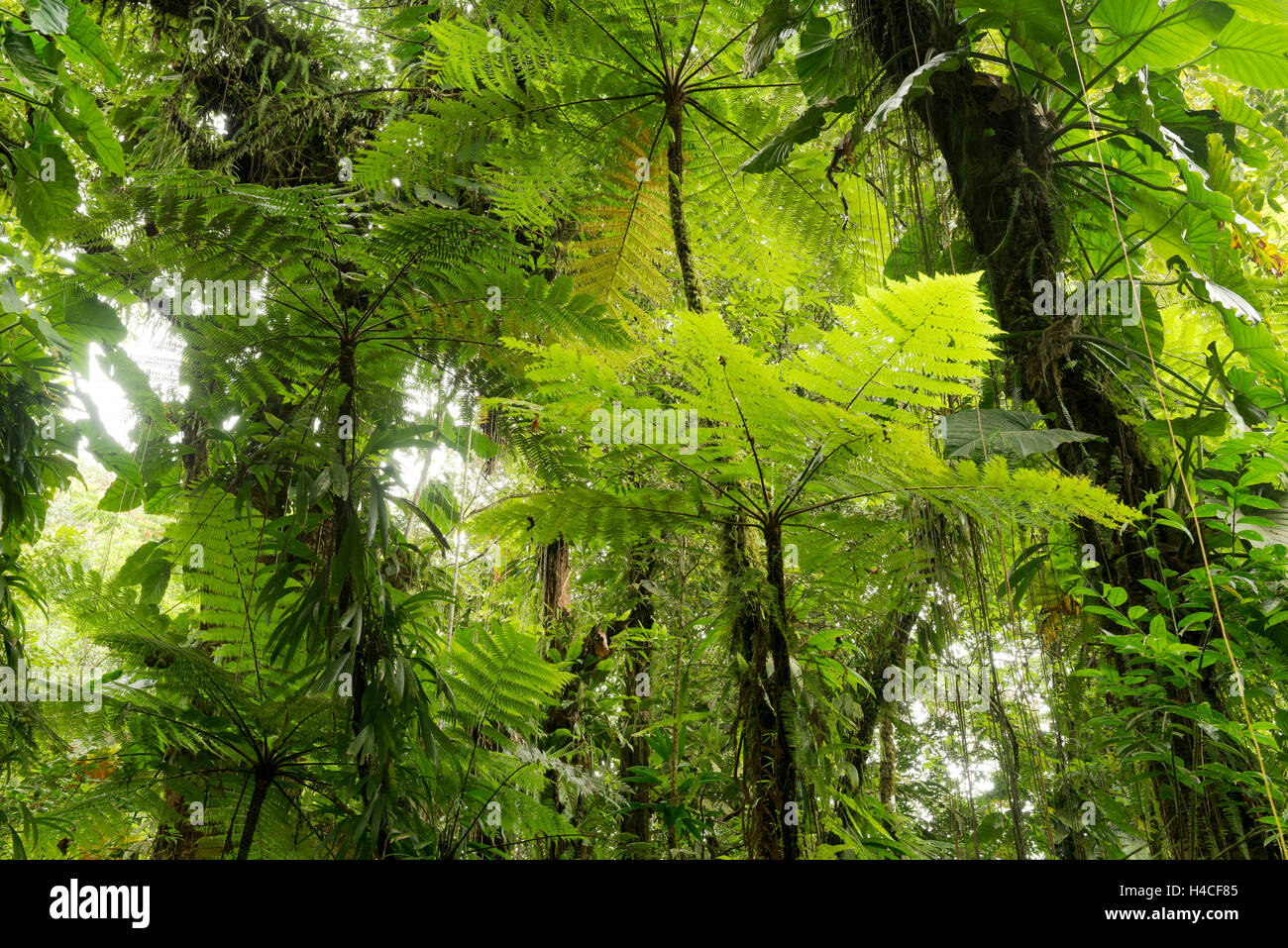 Guadeloupe rainforest Banque de photographies et d’images à haute ...