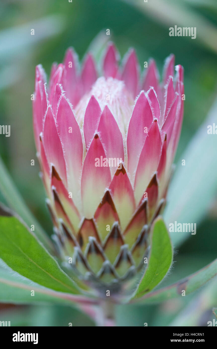 Protea obtusifolia Banque de photographies et d’images à haute résolution - Alamy