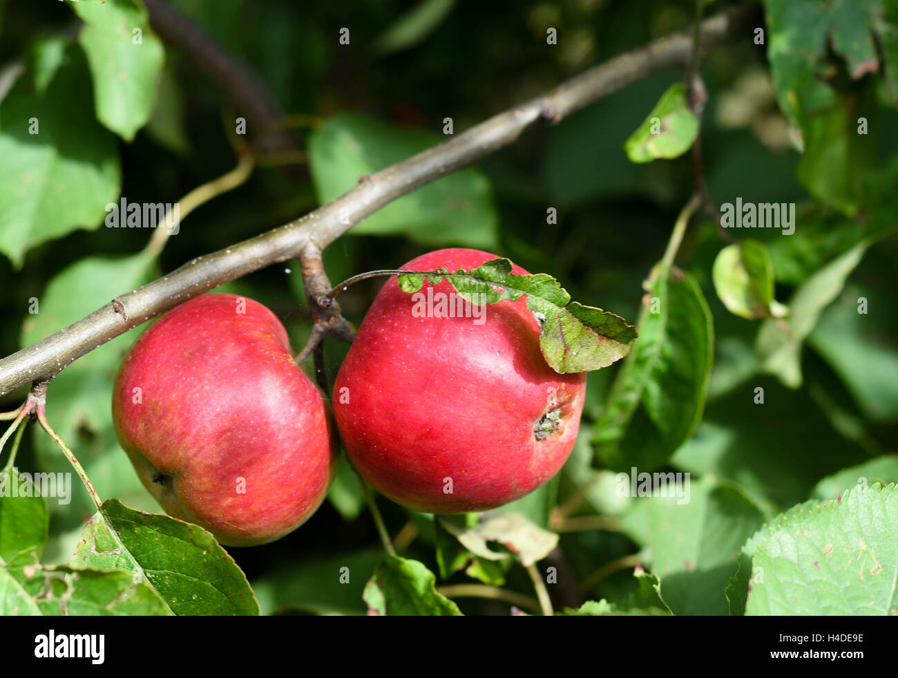 Fruit rouge dans un arbre Banque de photographies et d’images à haute ...