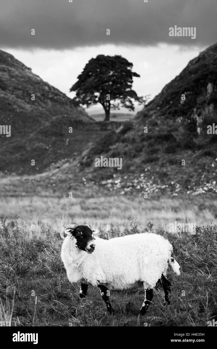 Mouton sur le mur hadrien Banque de photographies et d’images à haute ...