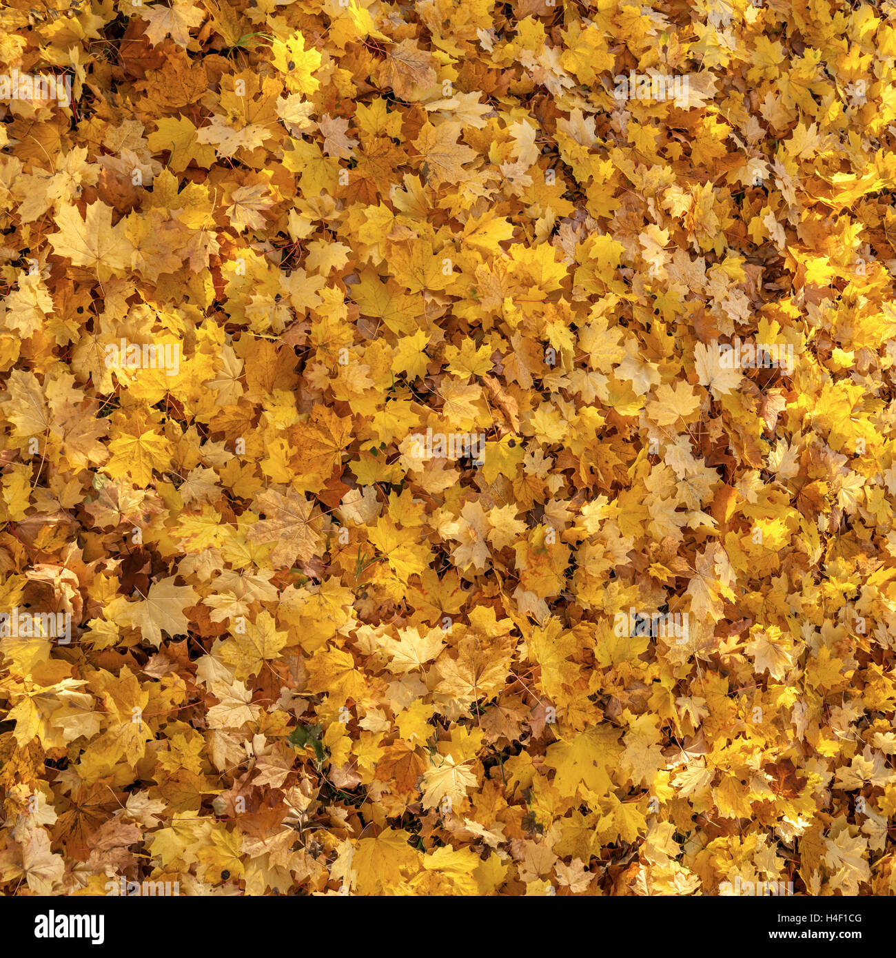 Feuilles d'oranger Banque de photographies et d’images à haute ...
