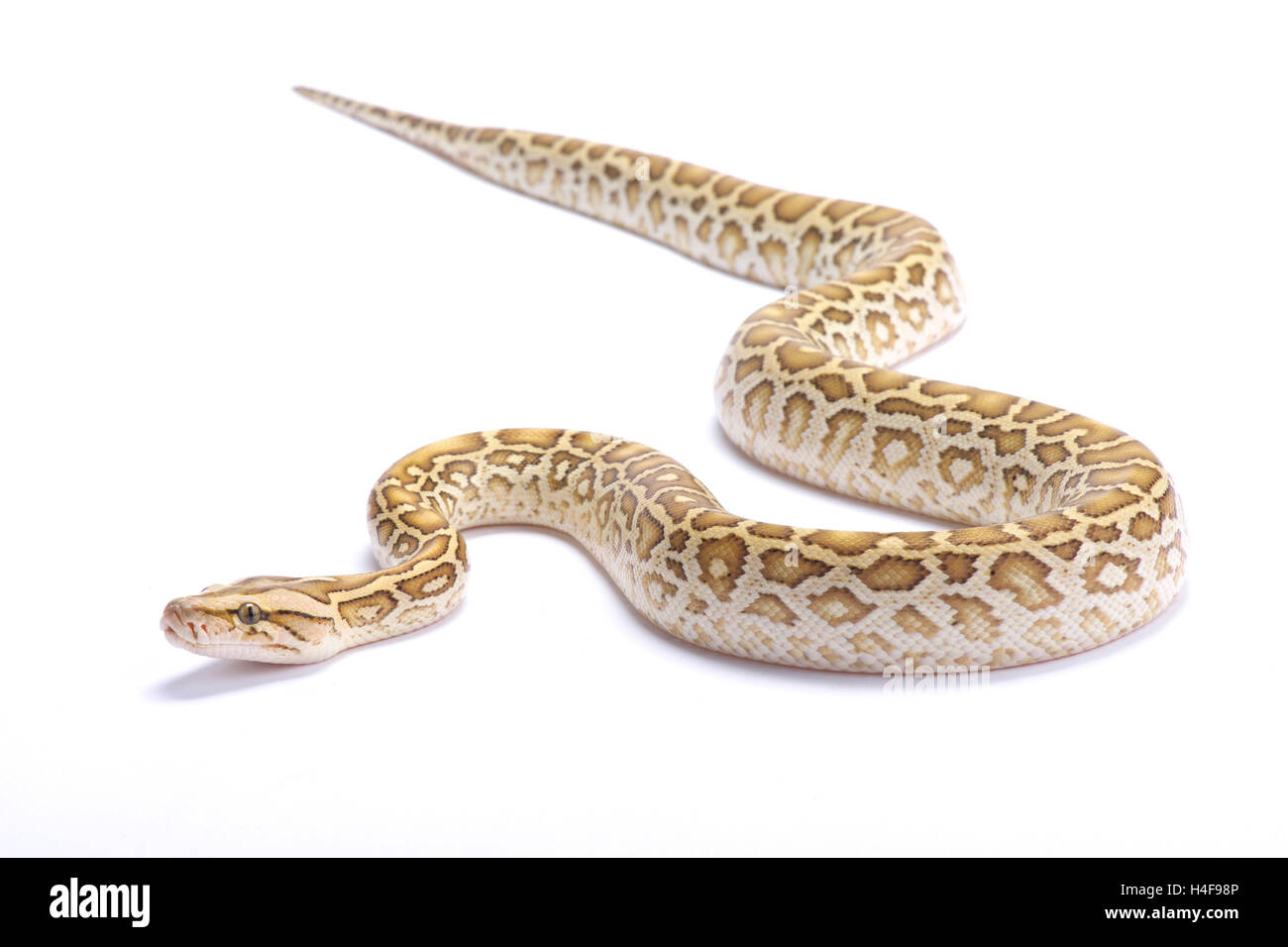 Morph python Banque d'images détourées - Alamy