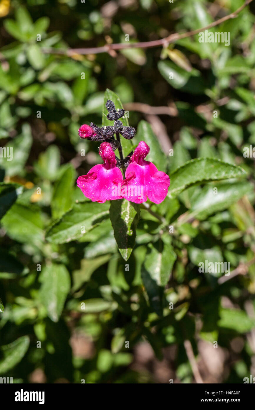 Salvia grahamii Banque de photographies et d’images à haute résolution ...