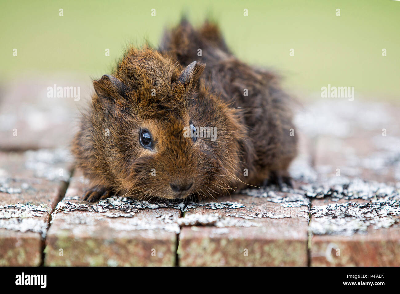 Hamster mignon Banque de photographies et d’images à haute résolution ...