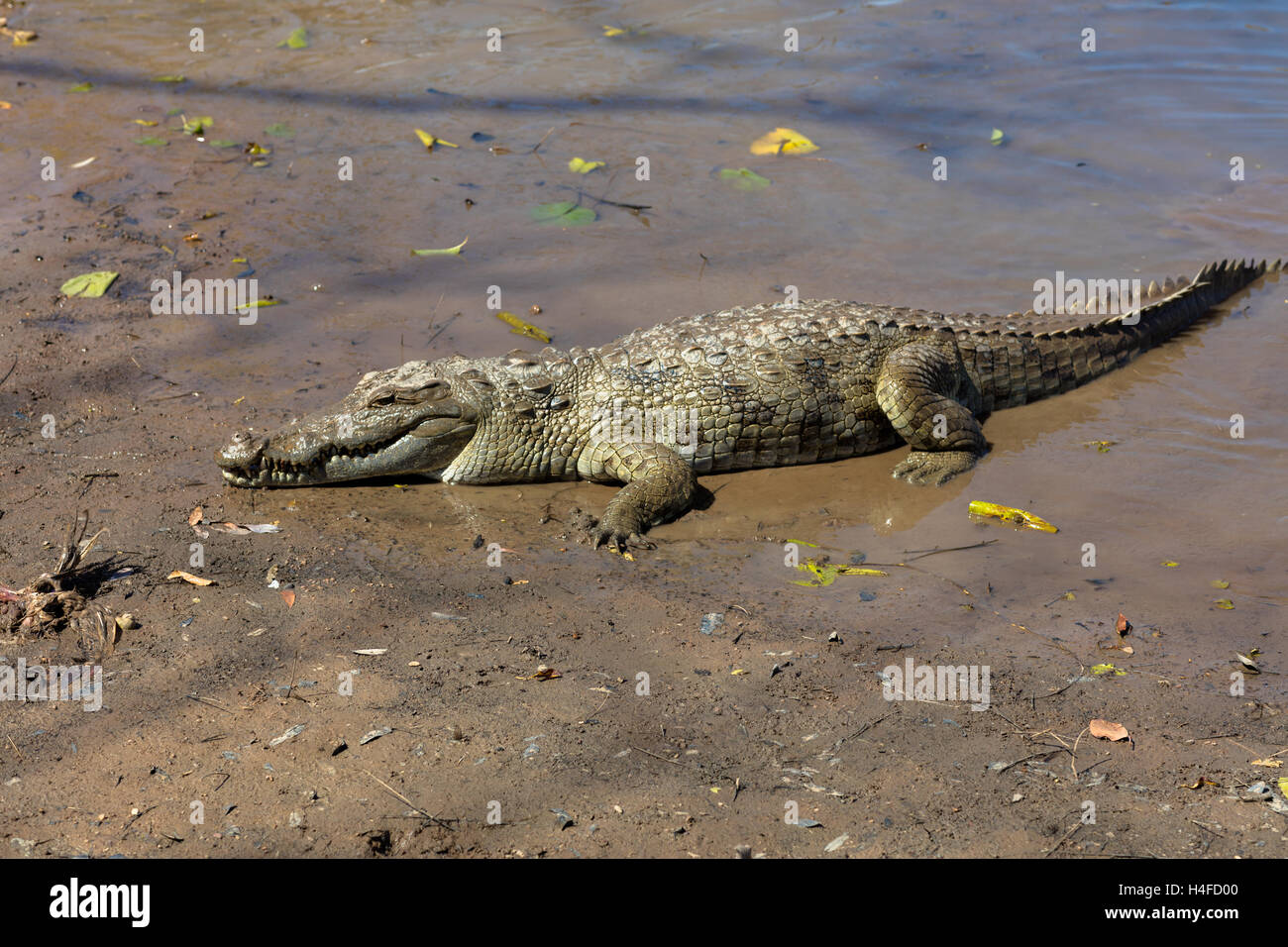 Sacred crocodile in sabou burkina Banque de photographies et d’images à ...