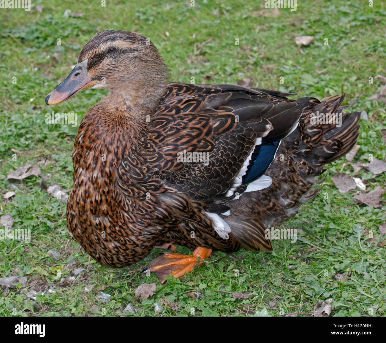 Femelle du canard de Rouen Photo Stock - Alamy