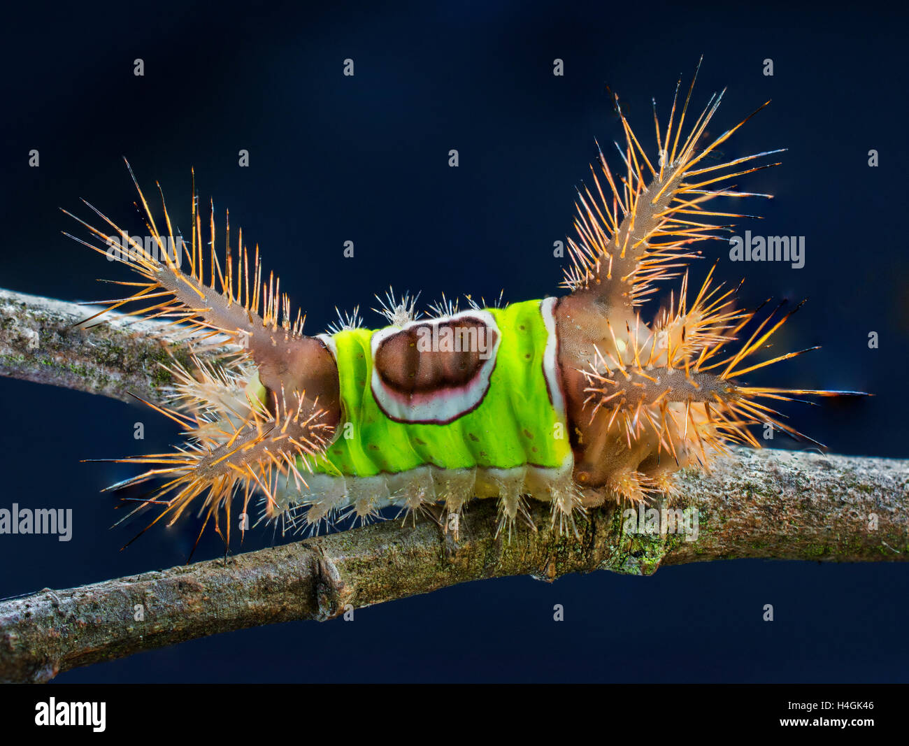 Most painful insect sting Banque de photographies et d’images à haute ...