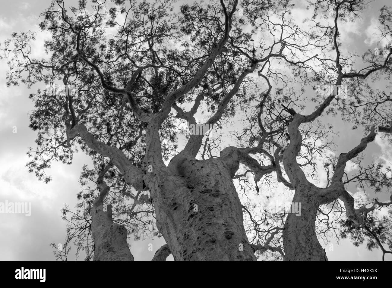 Arbre noir et blanc Banque de photographies et d’images à haute ...