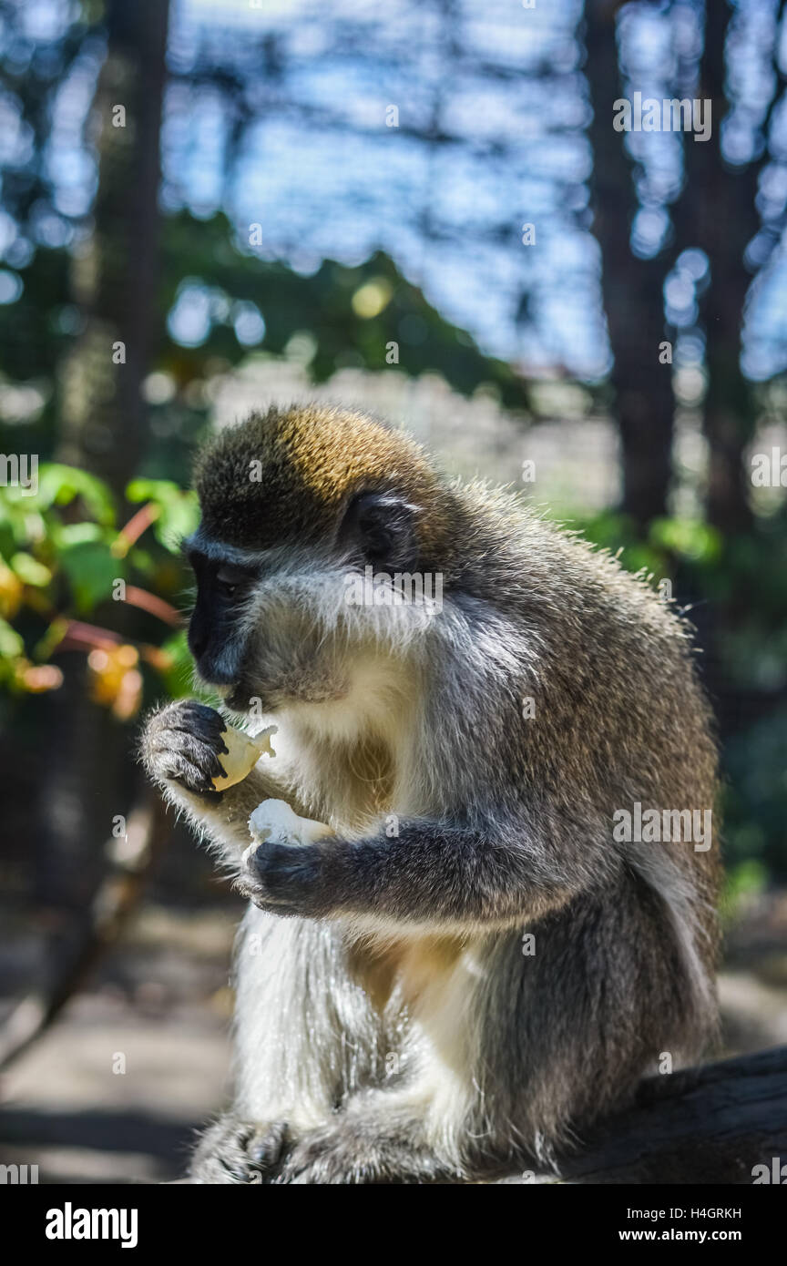 L'Afrique de l'alimentation et un singe - Chlorocebus aethiops - le ...