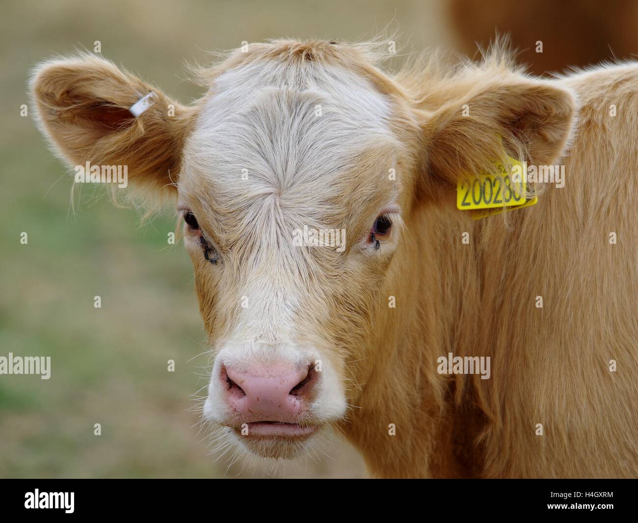 Cute cow Banque de photographies et d’images à haute résolution - Alamy
