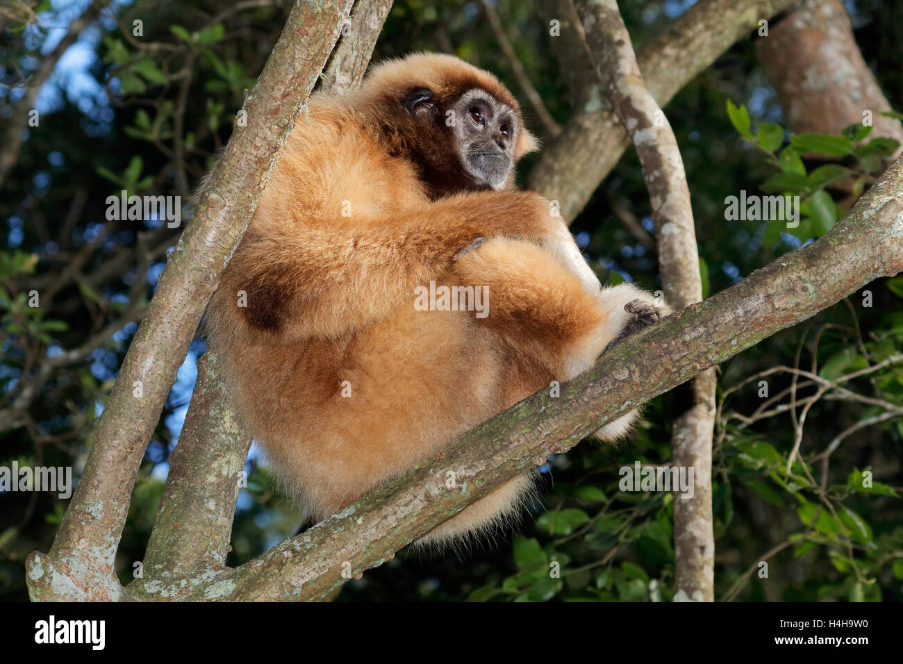 E gibbon Banque de photographies et d’images à haute résolution - Alamy