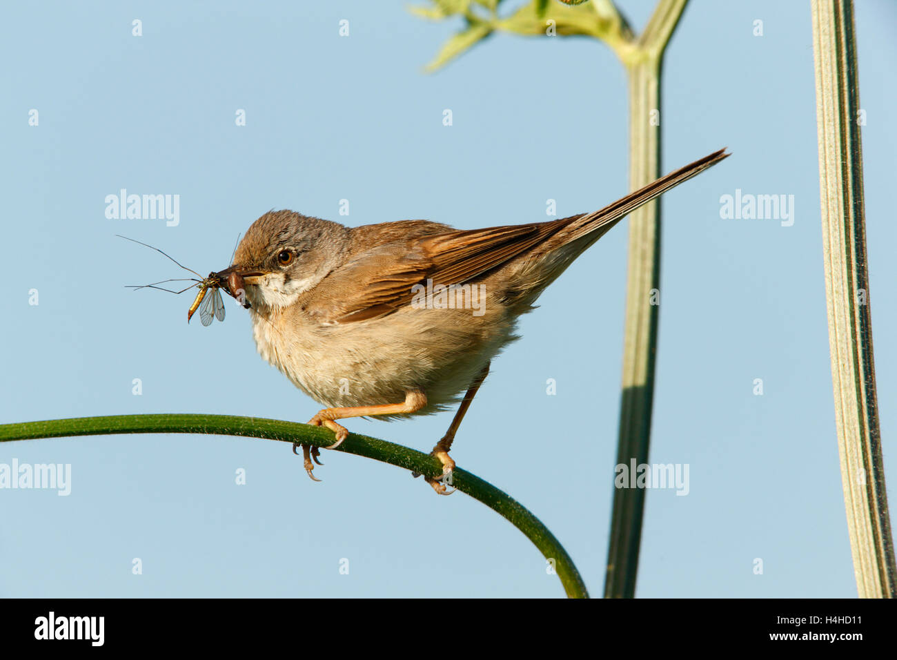 La Fauvette grisette Sylvia communis femelle avec insectes mouches grue ...