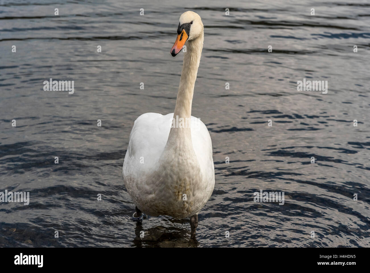 Cygne muet debout Banque de photographies et d’images à haute résolution - Alamy