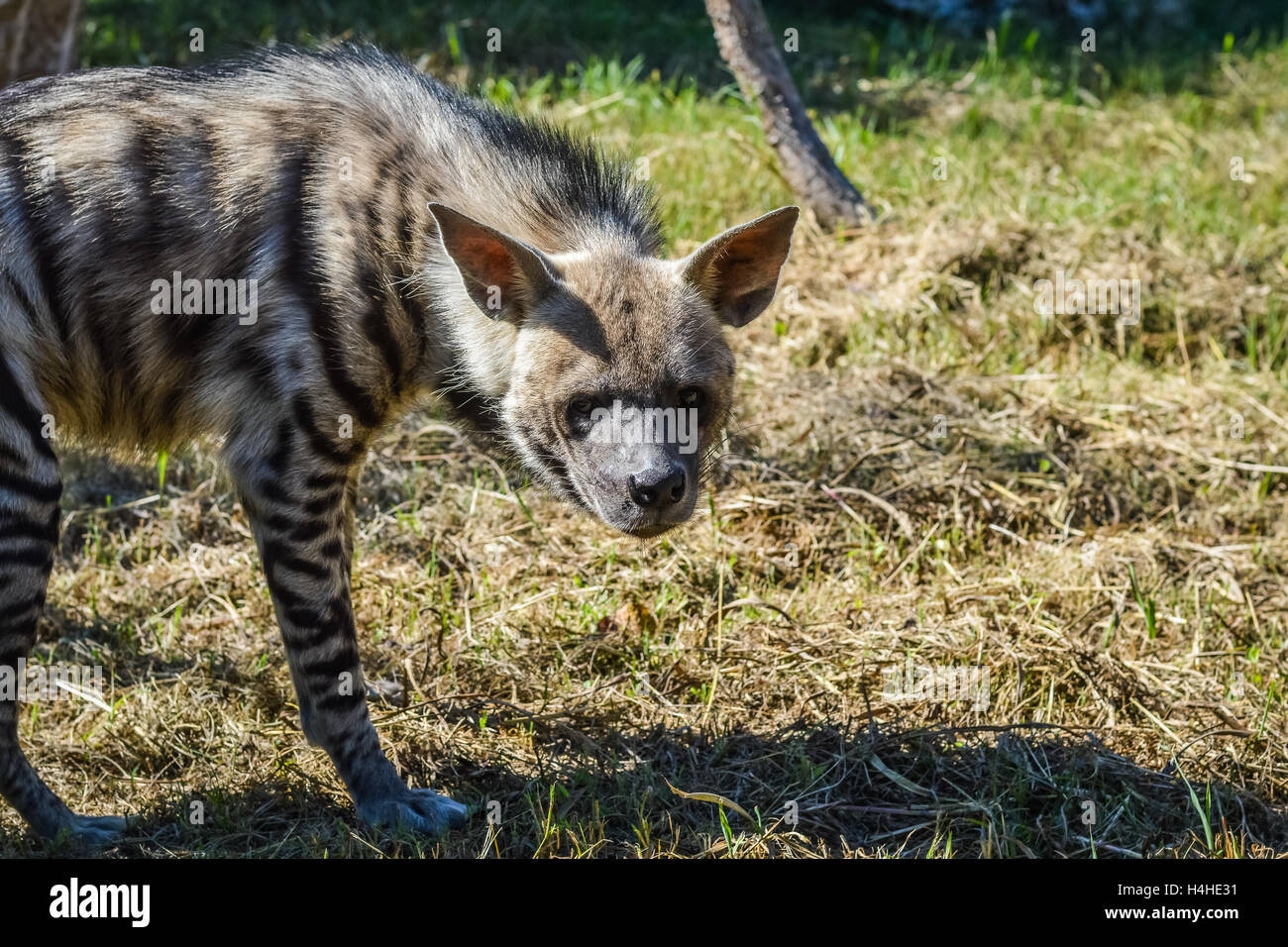 Hyaena close Banque de photographies et d’images à haute résolution - Alamy