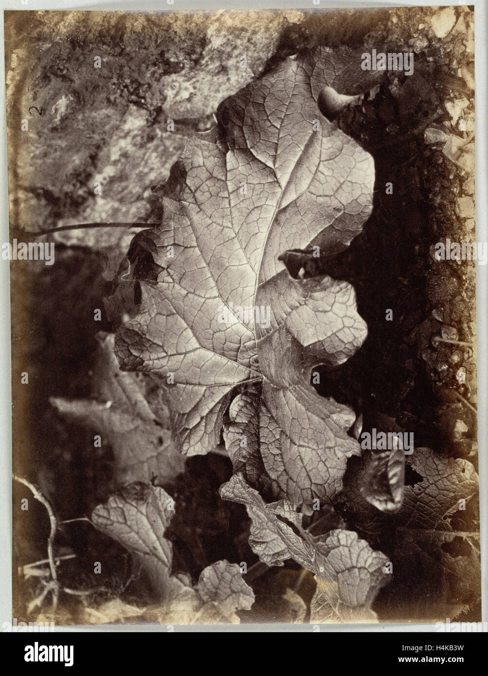 Robert burrows Banque de photographies et d’images à haute résolution ...