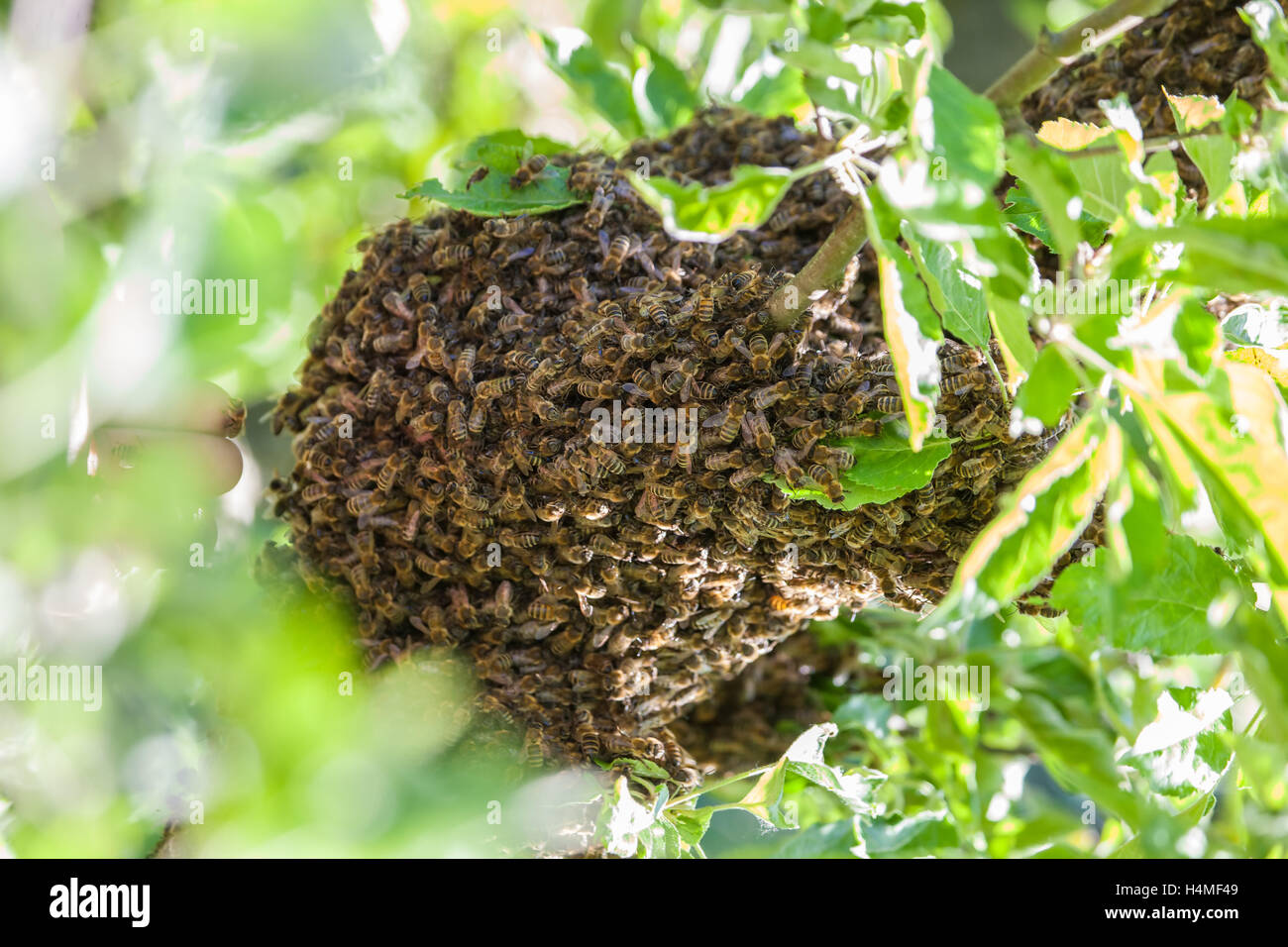 Essaim de ruches d'abeilles Banque de photographies et d’images à haute ...