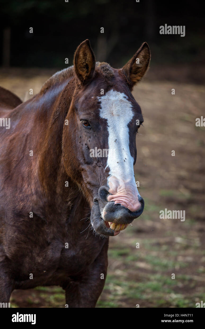 Cheval brun qui rit Banque de photographies et d’images à haute ...