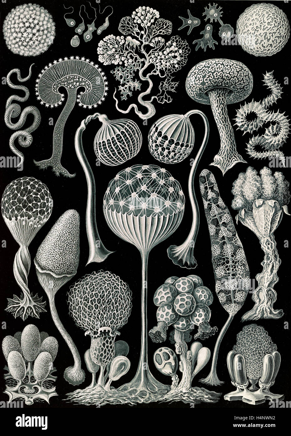 Ernst Haeckel Banque d'image et photos - Alamy