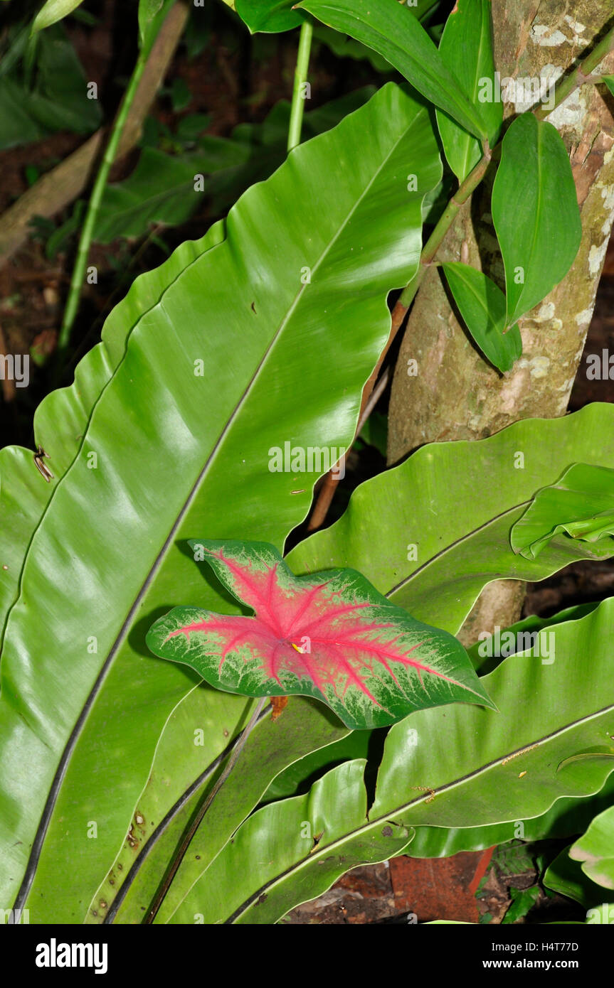 Coco Yam (Colocasia esculenta Photo Stock - Alamy