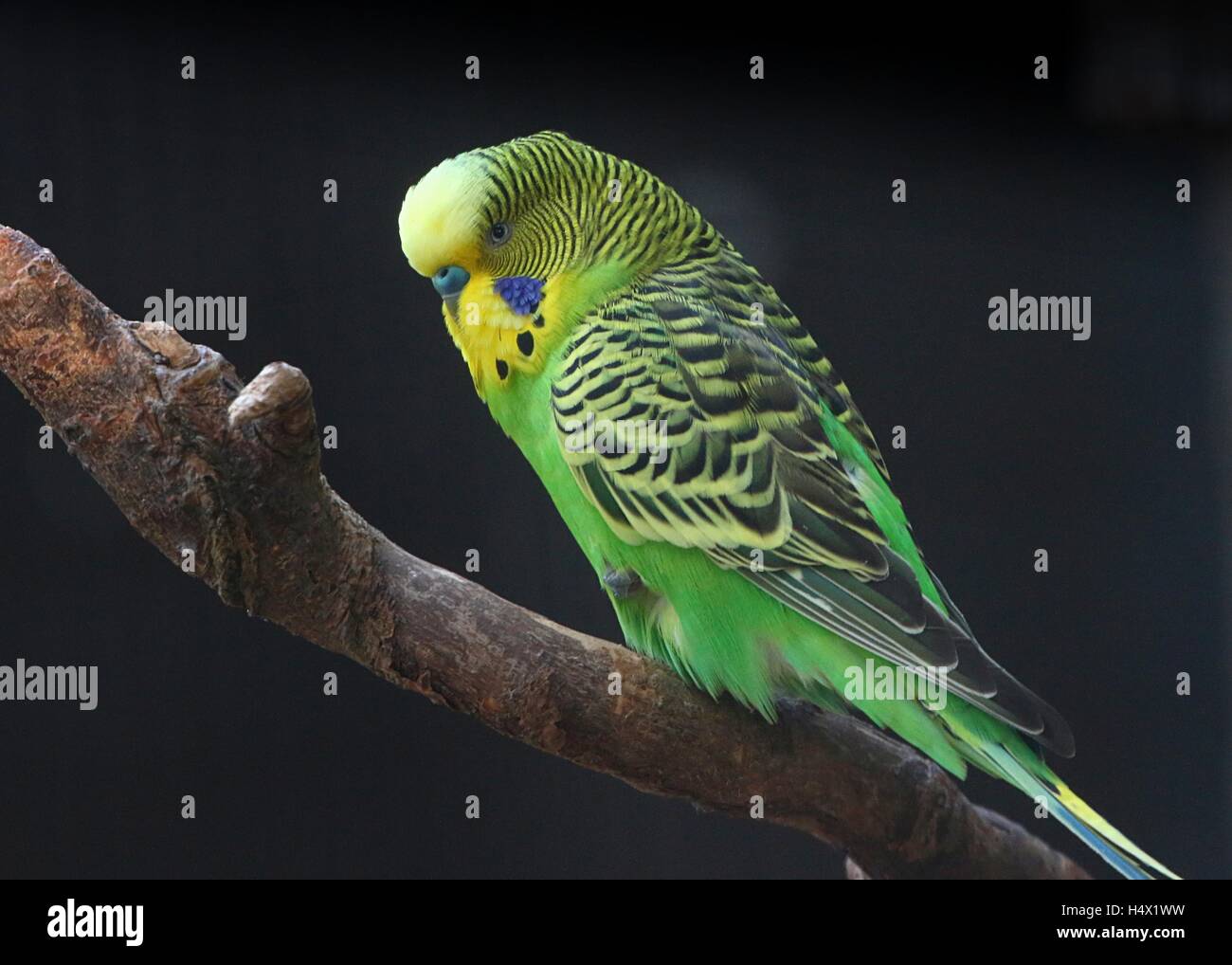 Perruche mâle Perruche australienne (Melopsittacus undulatus) sur un ...