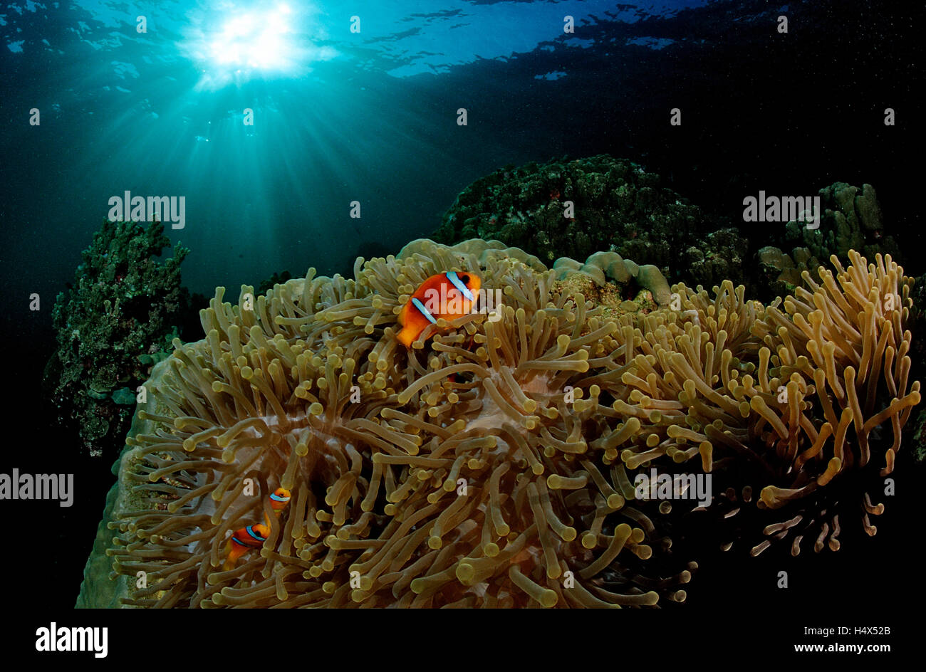 Poisson clown à deux bandes ou la mer Rouge poissons clowns (Amphiprion ...