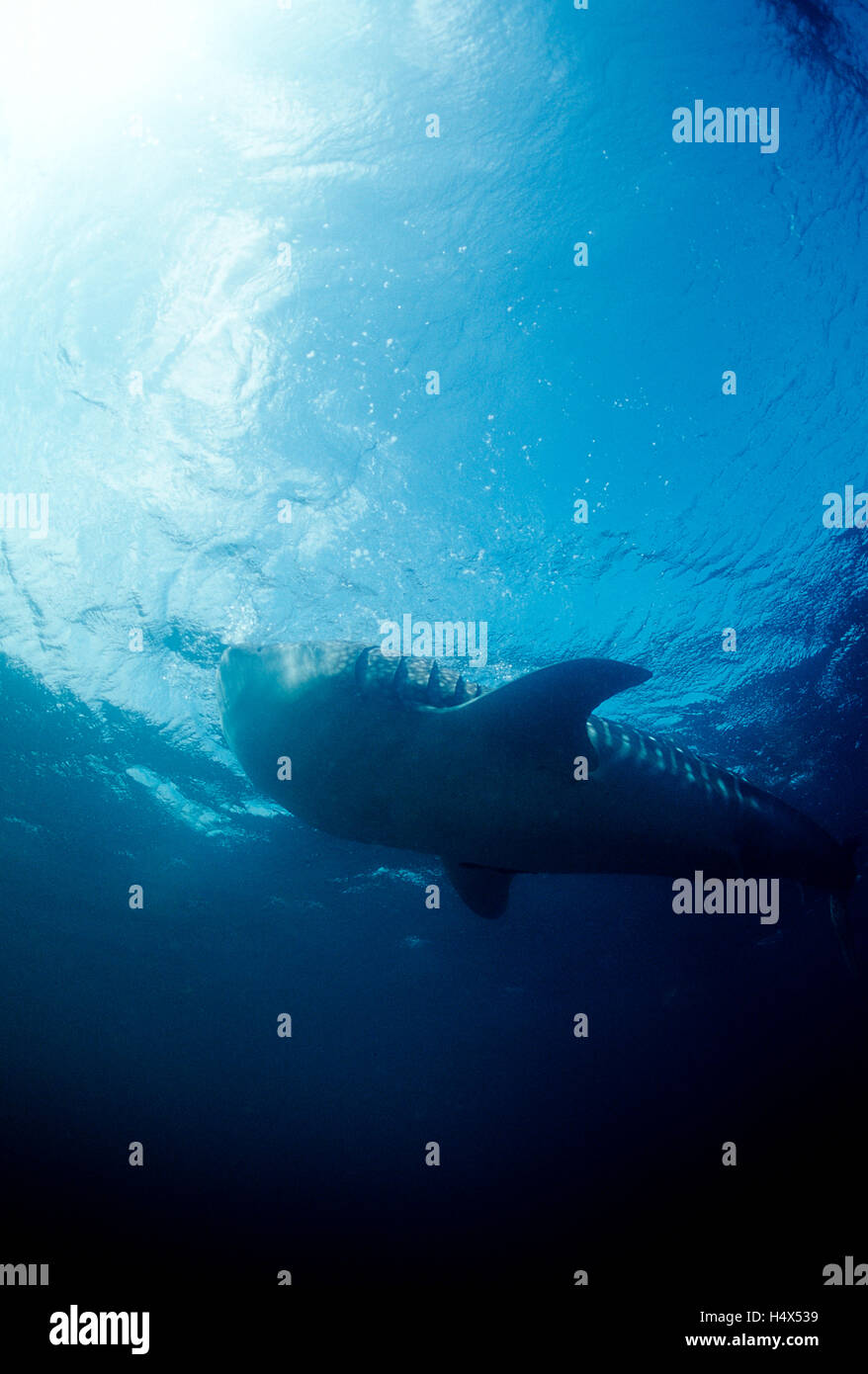 Egypte requin baleine Banque de photographies et d’images à haute ...