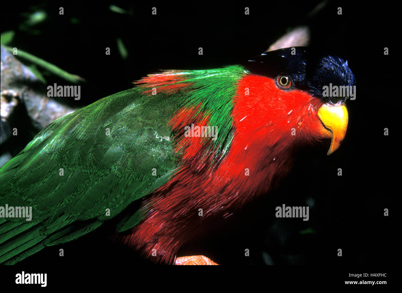 Birds of fiji Banque de photographies et d’images à haute résolution ...