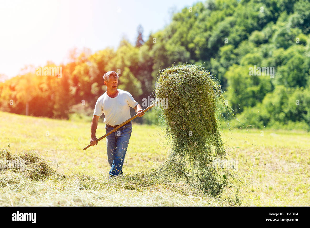 Agriculteur avec une fourche à foin collecte sous le soleil Photo Stock ...