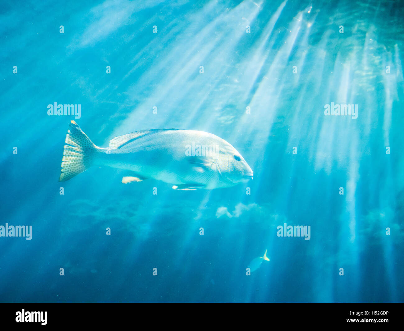 Poisson dans la mer Banque de photographies et d’images à haute ...