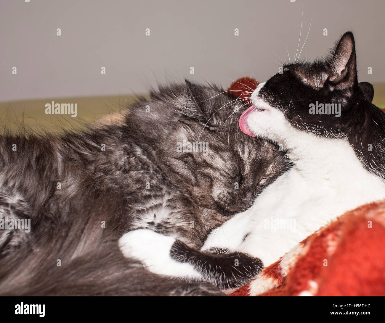 Organe de chat Banque de photographies et d’images à haute résolution ...