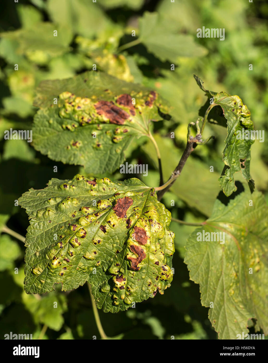 Feuille malade Banque de photographies et d’images à haute résolution ...