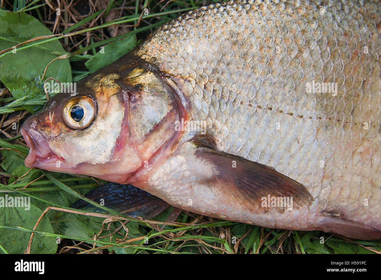 Les poissons d'eau douce qui vient d'être prise à partir de l'eau ...