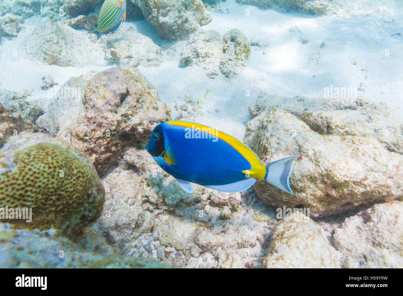 Poisson chirurgien Banque de photographies et d’images à haute ...