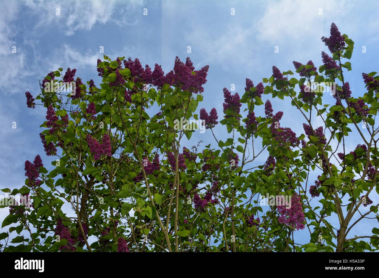 Arbre violet bleu rose Banque de photographies et d’images à haute ...