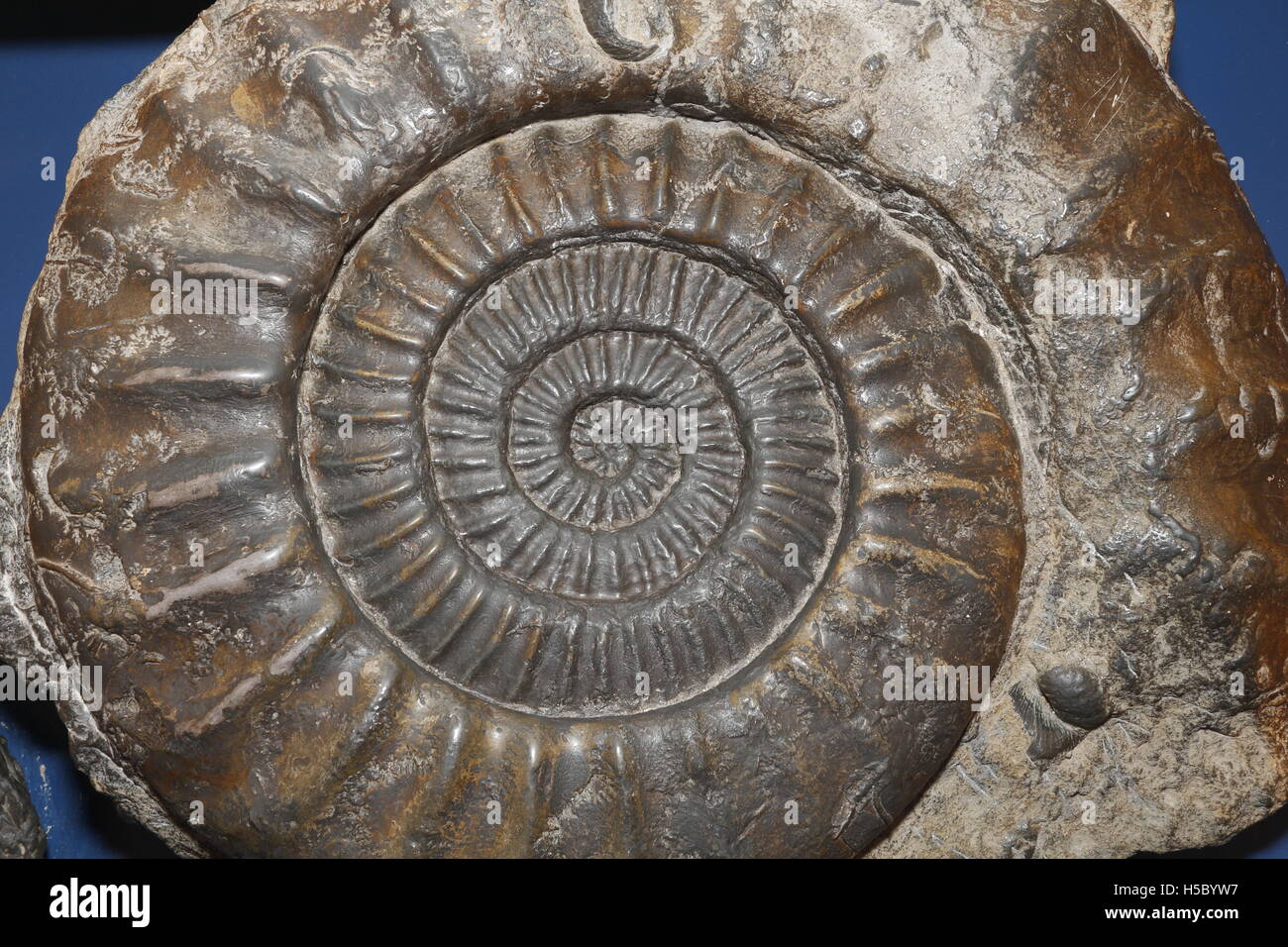 Arietites arietites bucklandi Banque de photographies et d’images à ...